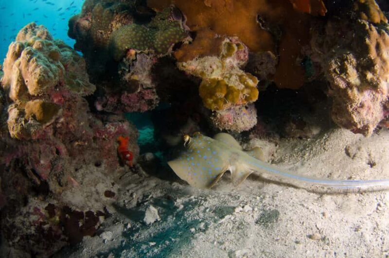 Koh Chang: 1-Day Dive Trip to Top Underwater Sites - FAQ