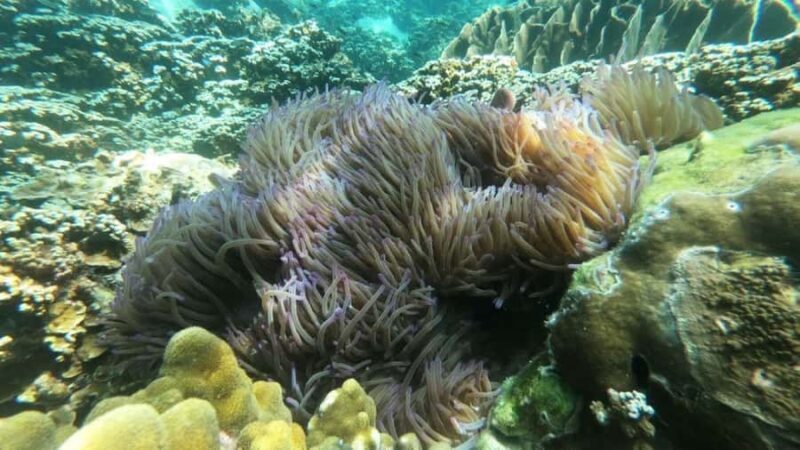 Koh Chang: Private Snorkeling Trip to 3 Islands - Key Points