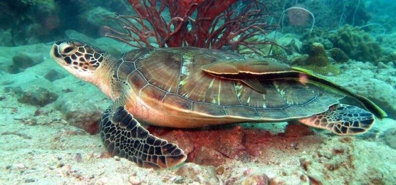 Koh Chang: Snorkeling Trip to Reefs or Wrecks with Lunch - Key Points