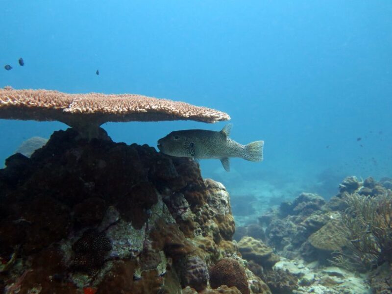Koh Chang: Snorkeling Trip to Reefs or Wrecks with Lunch - FAQ: Practical Questions Answered