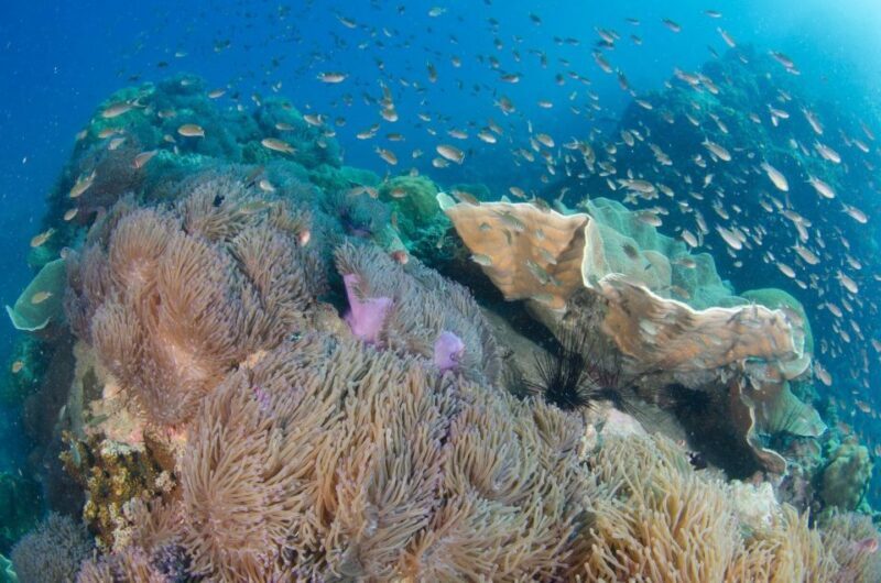 Koh Kood: 3-Day PADI Open Water SCUBA Diving Course - Who Should Consider This Course?