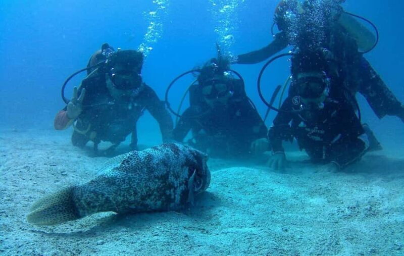 Koh Kood: Discover Scuba Diving for Beginners with 2 Dives - Final Thoughts: Who Should Sign Up?