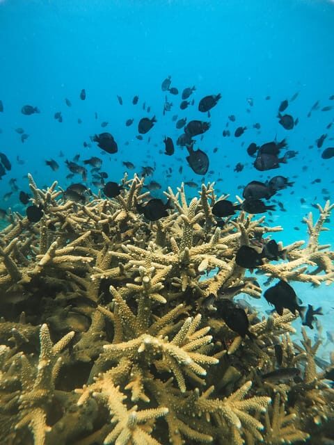 Koh Kood or Koh Rang: Snorkeling trip with lunch & transfer - A Deep Dive into the Experience