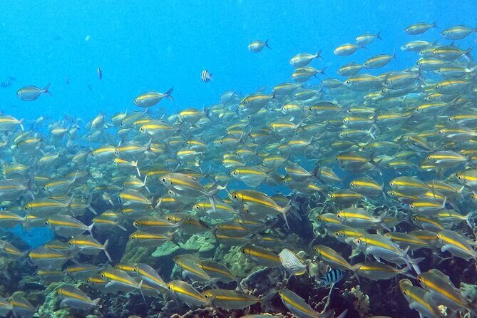 Koh Kood Snorkeling Speedboat Tour with Lunch and Transfer - FAQ