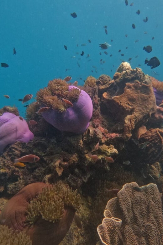 Koh Kood: Snorkeling Speedboat Tour with Lunch and Transfer - The Sum Up: Why You Should Consider This Tour