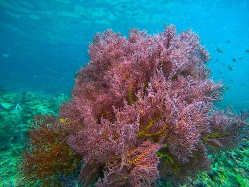 Koh Lanta: 4 Islands and Emerald Cave Snorkeling Trip - Practical Tips for Travelers