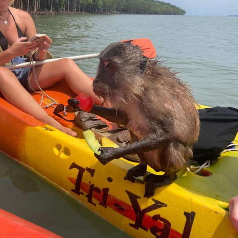 Koh Lanta: Amazon Mangrove Kayaking Tour With Lunch - A Closer Look at the Koh Lanta Mangrove Kayaking Tour