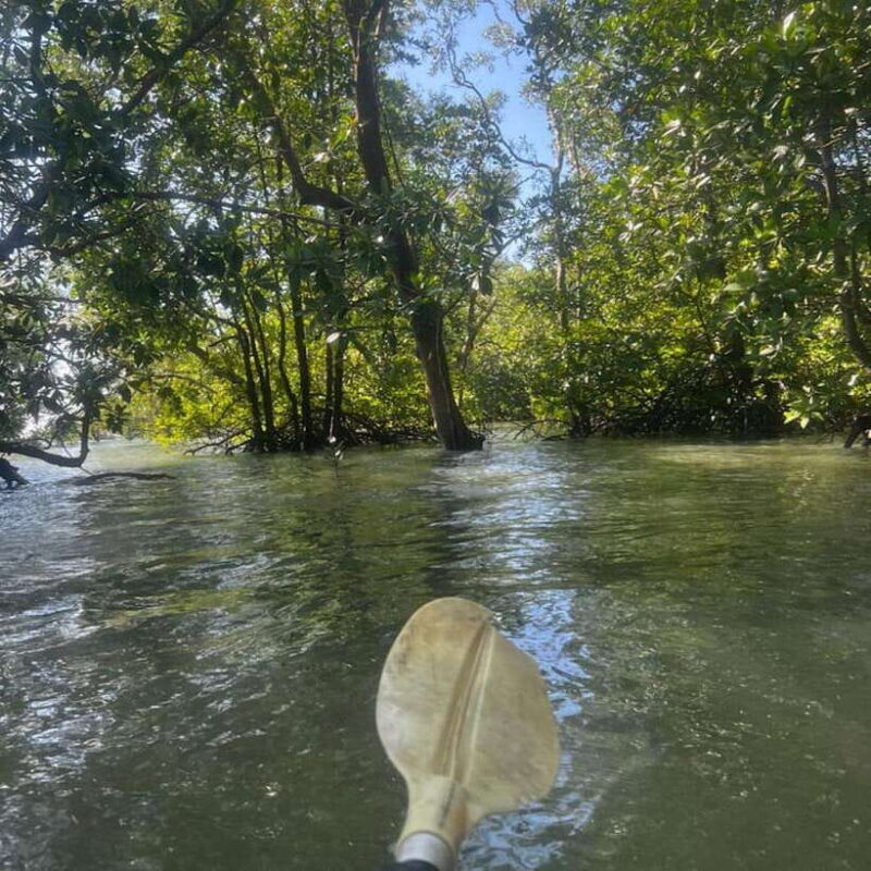 Koh Lanta: Amazon Mangrove Kayaking Tour With Lunch - Experience Breakdown: What You Can Expect