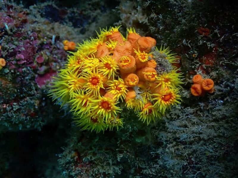 Koh Lanta: Koh Kradan 4 Islands Tour with Lunch & Snorkel - Additional Practical Details