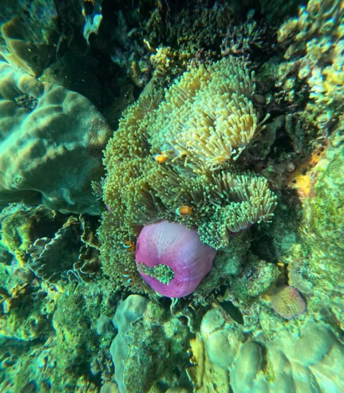 Koh Lanta: Koh Kradan 4 Islands Tour with Lunch & Snorkel - The Sum Up