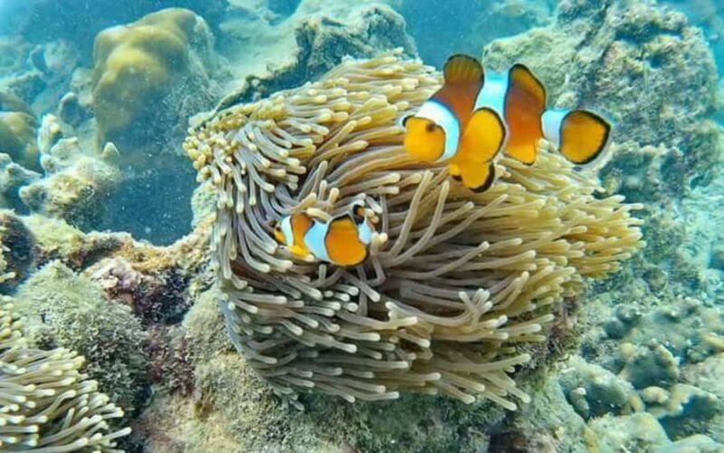 Koh Lanta: Koh Rok and Koh Ha Snorkeling Day Trip - A Practical Look at the Tour Experience