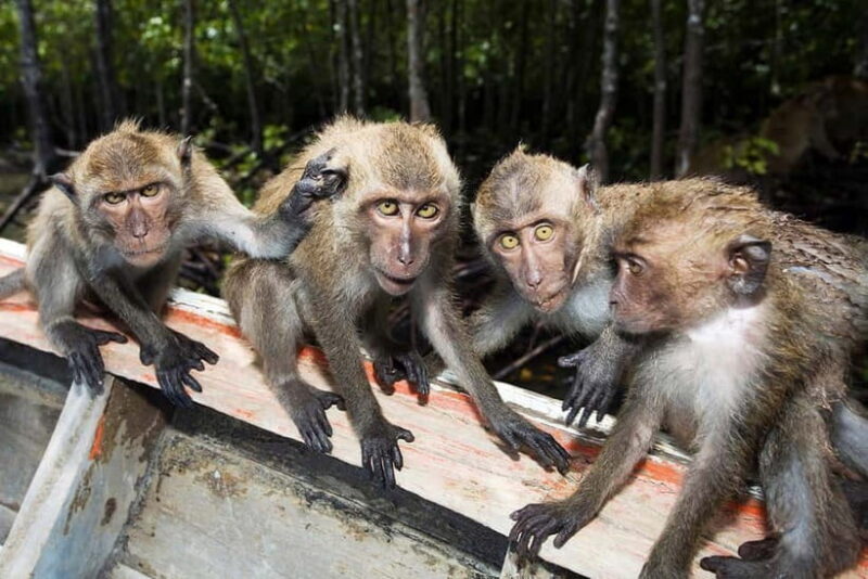 Koh Lanta: Paddle Serenity & Thung Yee Pheng's Mangrove Maze - Key Points
