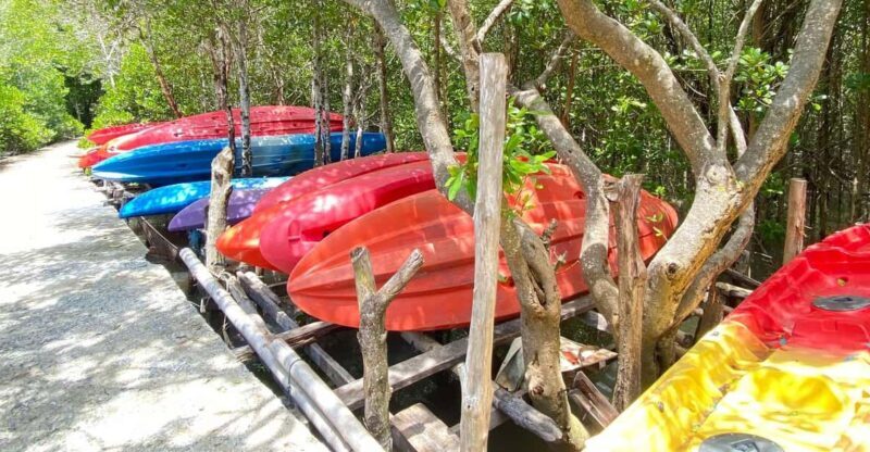 Koh Lanta:Mangrove + Elephant Camp Half Day Tour - Key Points