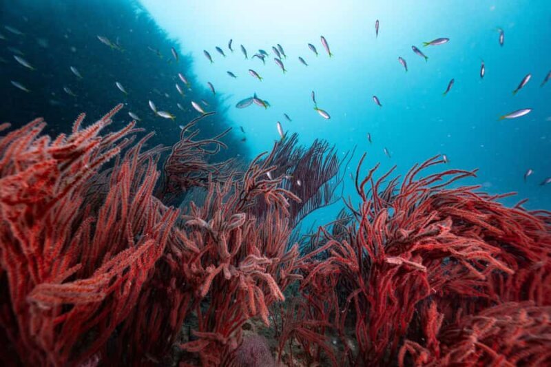 Koh Lipe: 3-Day Open Water Certification Course in Paradise - FAQ: Your Practical Questions Answered