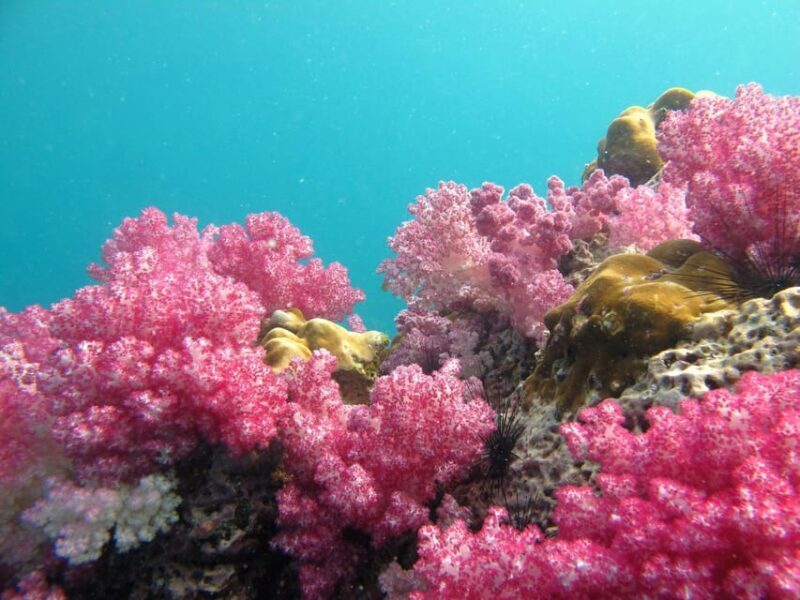 Koh Lipe: 5 Island Snorkeling Trip by Longtail Boat w/ Lunch - Analyzing the Value