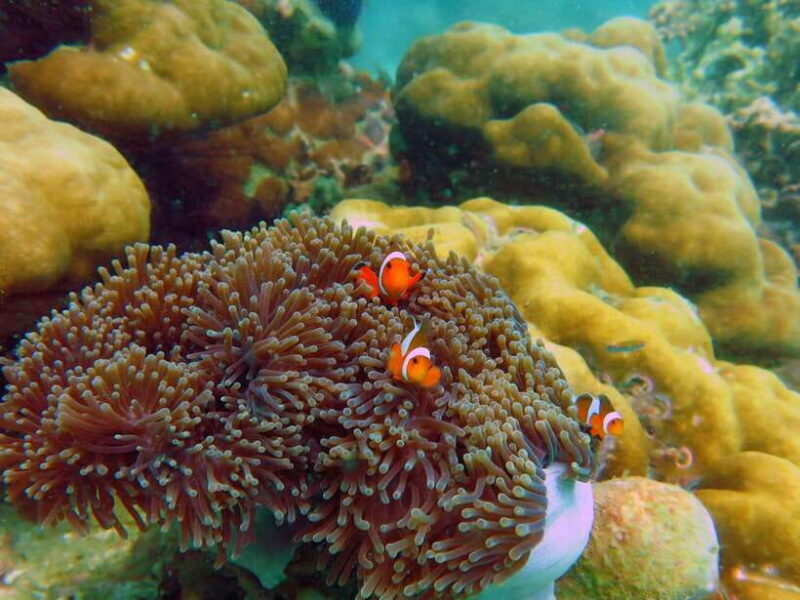 Koh Lipe: 5 Island Snorkeling Trip by Longtail Boat w/ Lunch - FAQ