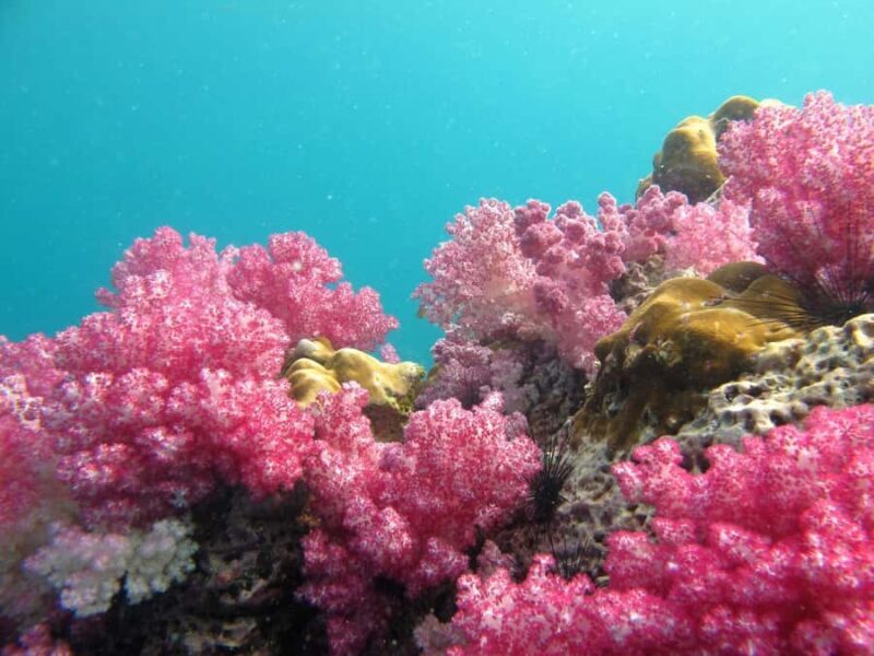 Koh Lipe: 8-Island Sunset Hopping & Snorkel Adventure - The Sum Up