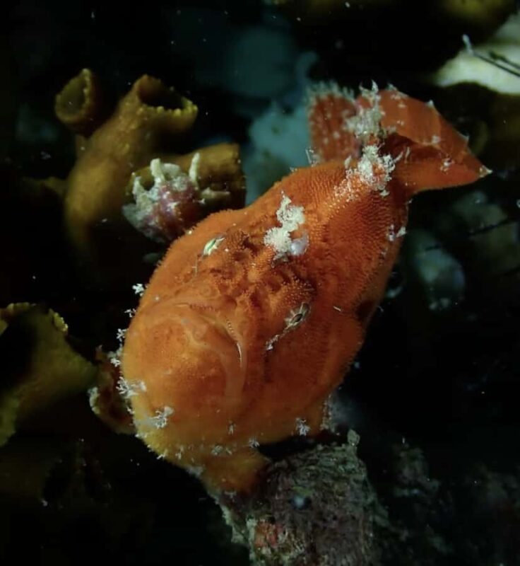 Koh Lipe: Discover SCUBA Diving - Half Day Tour - 1 Dive - FAQs