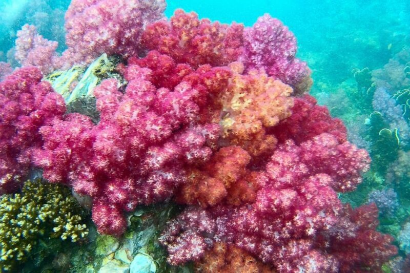 Koh Lipe: Full Day Multi-Island Snorkeling Trip with Lunch - Overview of the Tour