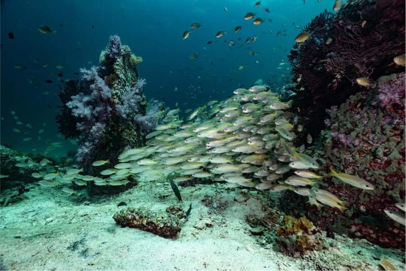 Koh Lipe: Fun Dive for Certified Divers - A Closer Look at the Koh Lipe Fun Dive Experience