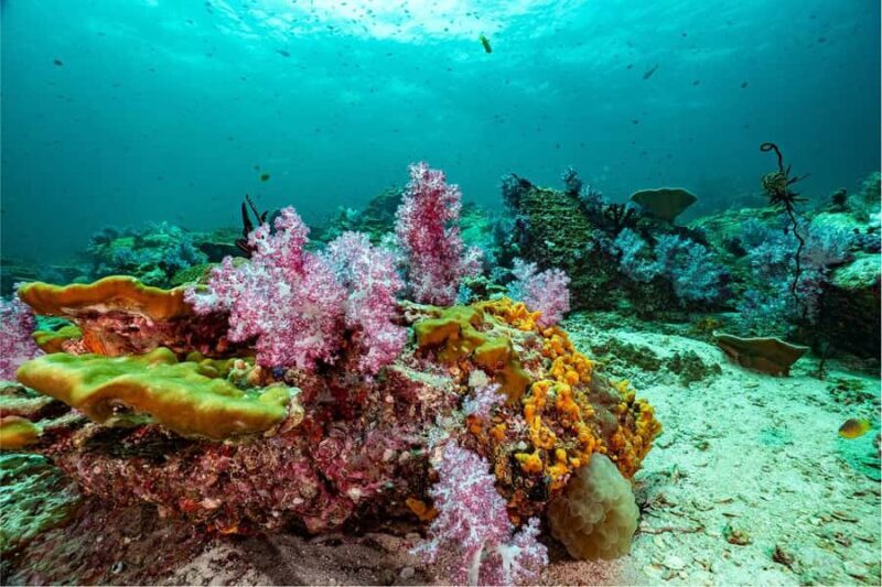 Koh Lipe: Fun Dive for Certified Divers - Who Should Consider This Tour?