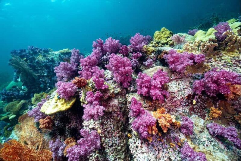 Koh Lipe: Fun Dive for Certified Divers - FAQ