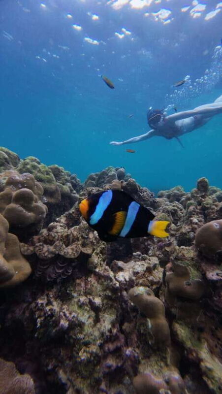 Koh Lipe: Half-Day Snorkeling (Morning/Afternoon/Sunset) - Key Points