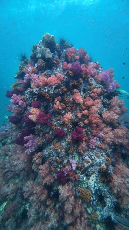 Koh Lipe: Half-Day Snorkeling (Morning/Afternoon/Sunset) - An Authentic Longtail Boat Adventure