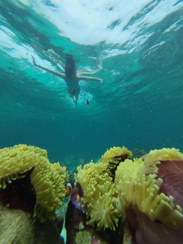 Koh Lipe: Half-Day Snorkeling (Morning/Afternoon/Sunset) - Transportation and Group Size