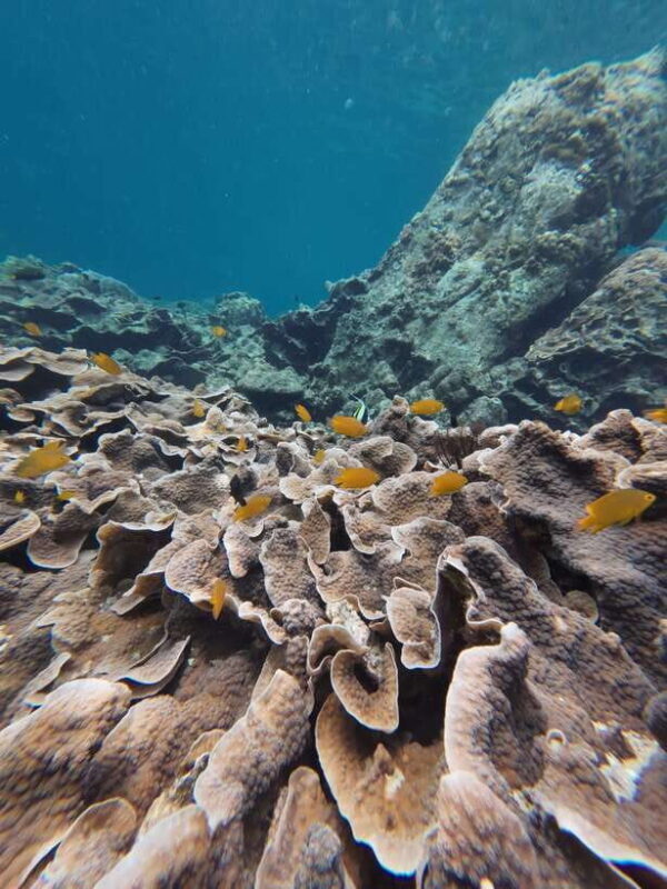 Koh Lipe: Half-Day Snorkeling (Morning/Afternoon/Sunset) - Who Will Love This Tour?