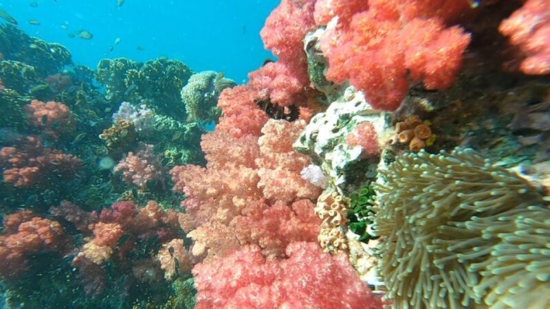 Koh Lipe: Longtail Boat Snorkeling Trip Program A - Key Points