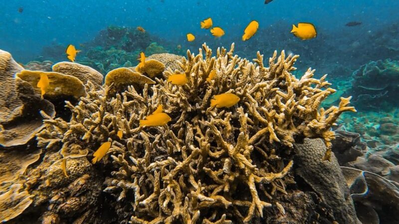 Koh Lipe: Longtail Boat Snorkeling Trip Program A - FAQs