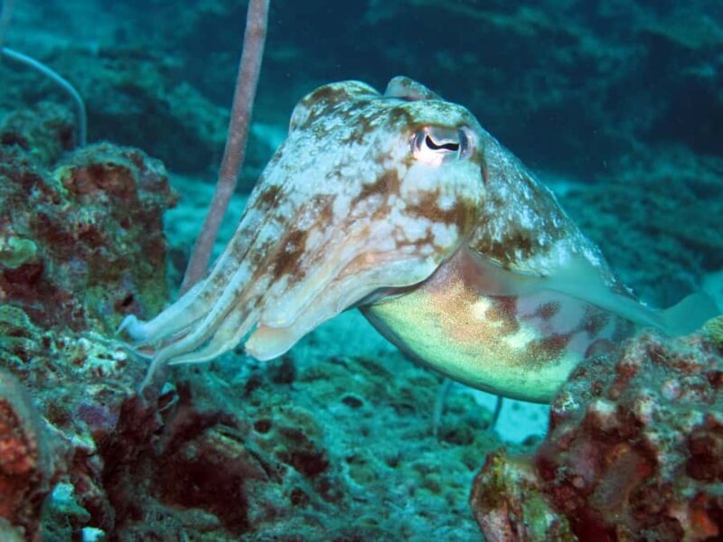 Koh Lipe: Marine Park Guided Scuba Tour for Certified Divers - Key Points