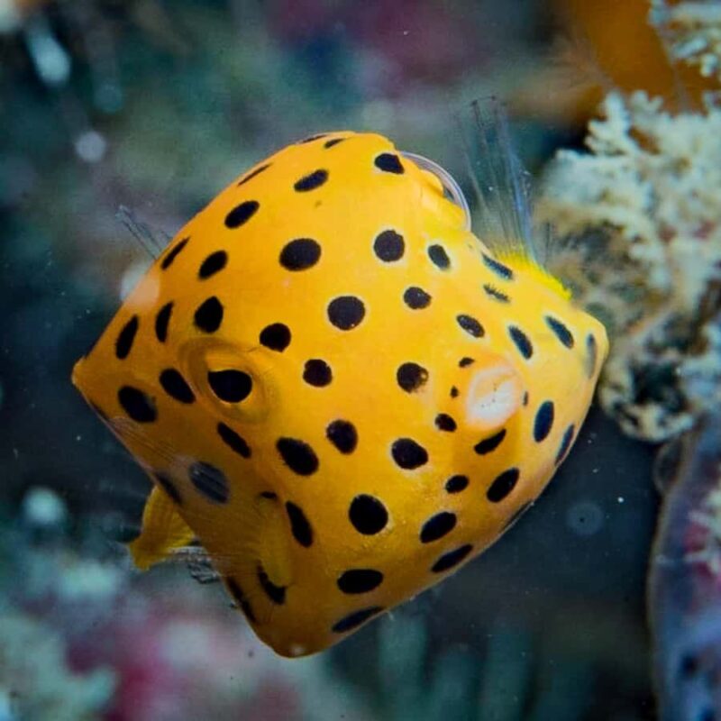 Koh Lipe: Marine Park Guided Scuba Tour for Certified Divers - The Sum Up