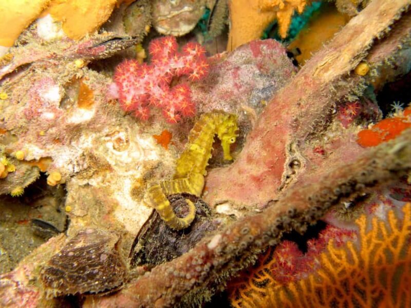 Koh Lipe: Marine Park Guided Scuba Tour for Certified Divers - FAQ