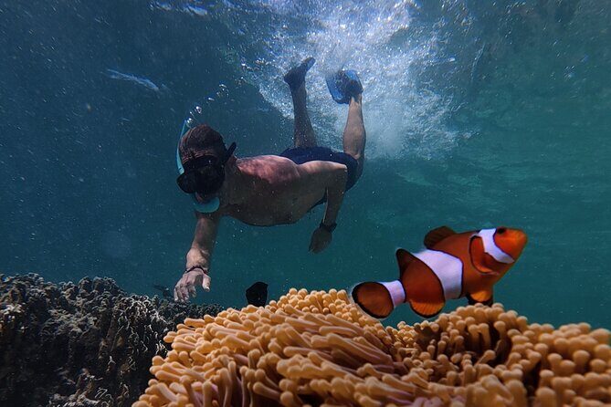 Koh Lipe Morning Snorkeling Trip 4 Islands, 5 Spots - Key Points