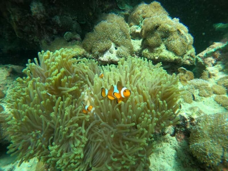 Koh Lipe: Private Boat Ride with 7 Top Snorkeling Spots - Starting the Day: Smooth Pickup and Personalized Service