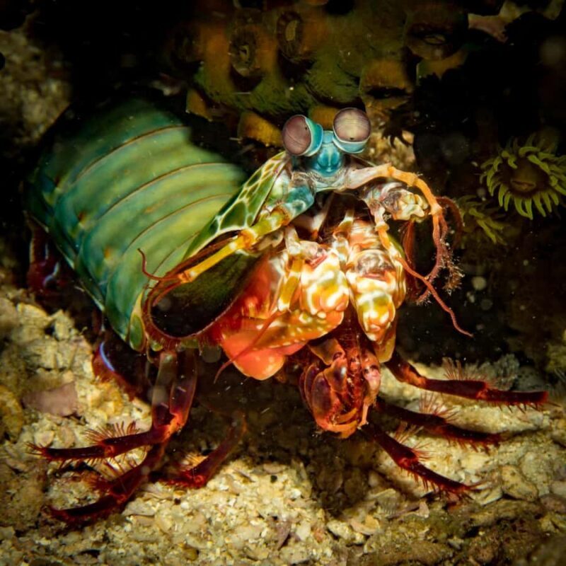 Koh Lipe: Scuba Refresher and Fun Dive for Certified Divers - An Honest Look at the Experience