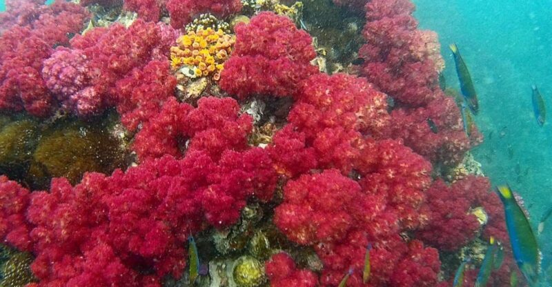 Koh Lipe Snorkeling Trip 6 hours Trip1 - Key Points
