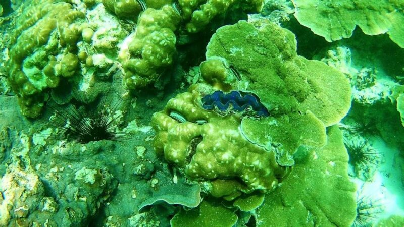 Koh Lipe Snorkeling Trip 6 hours Trip1 - An In-Depth Look at the Koh Lipe Snorkeling Trip