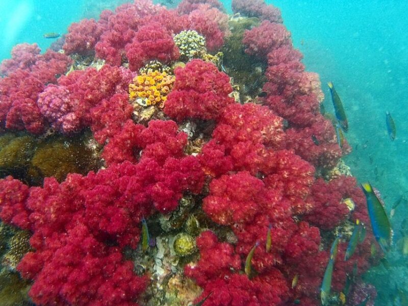 Koh Lipe Snorkeling Trip 6 hours Trip1 - The Bottom Line