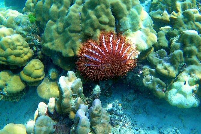 Koh Ma Half Day Snorkeling From Lanta - Final Thoughts: Who Will Appreciate This Experience?