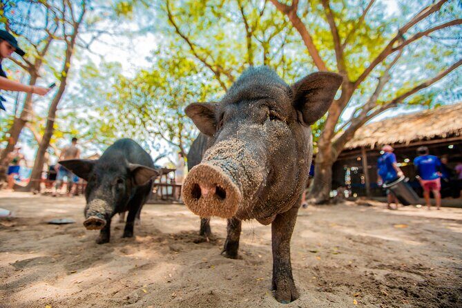 Koh Madsum and Koh Tan Snorkeling Trip By Speedboat From Koh Samui - An In-Depth Look at the Tour Experience