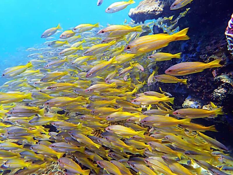 Koh Phangan: Longtail Boat Snorkeling Tour to Bottle Beach - Key Points