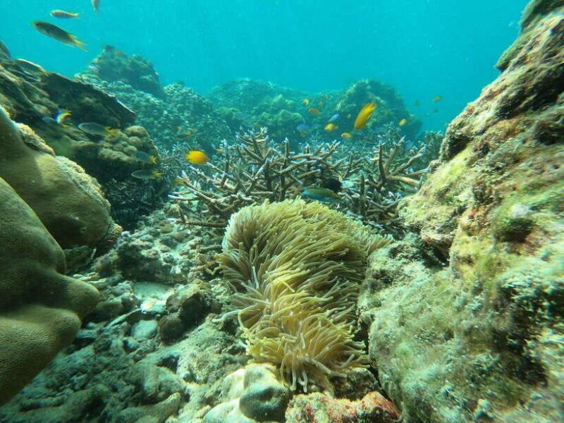 Koh Phi Phi: Early Morning Maya Bay, Bamboo Speedboat Tour - The Stunning Pileh Lagoon and Underwater Wonders