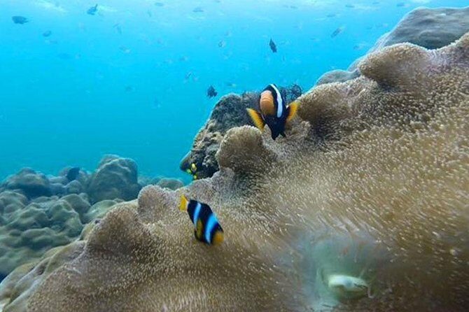 Koh Rok and Koh Haa Snorkeling Trip by Speedboat from Koh Lanta - The Sum Up: Is This the Trip for You?