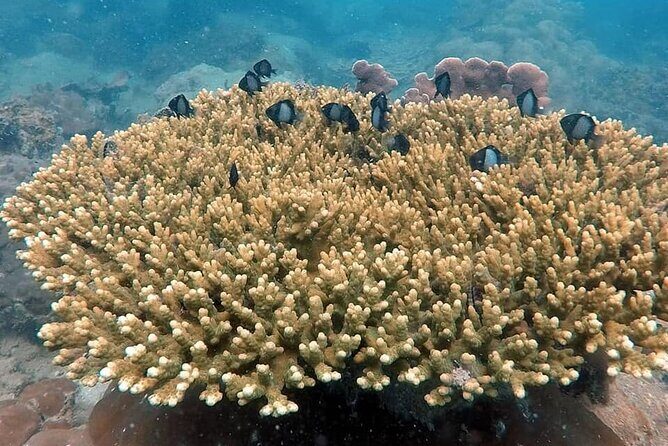 Koh Rong Snorkeling Tour (Private) - Key Points