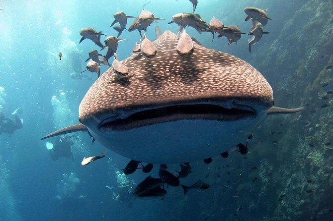 Koh Samui 2-Dive Trip to Sail Rock for certified divers - An In-Depth Look at the Koh Samui 2-Dive Sail Rock Tour