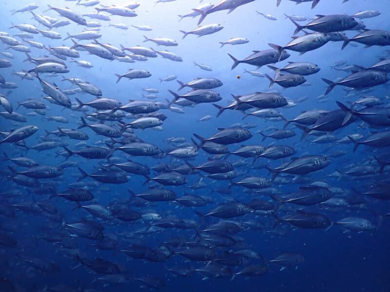 Koh Samui: 3-Day PADI Open Water Diver Course - Final Thoughts