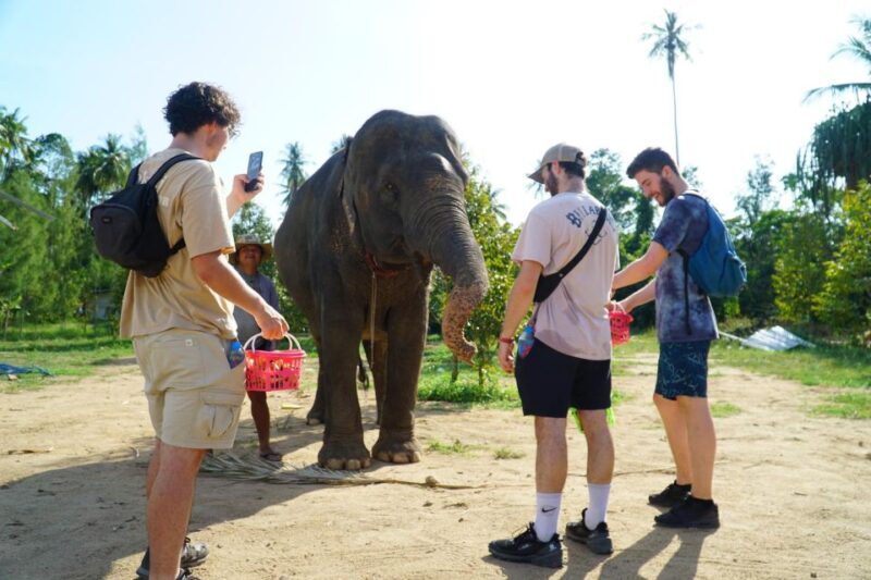 Koh Samui: 4x4 Sightseeing Safari & Elephant Sanctuary Tour - What Do the Reviews Say?